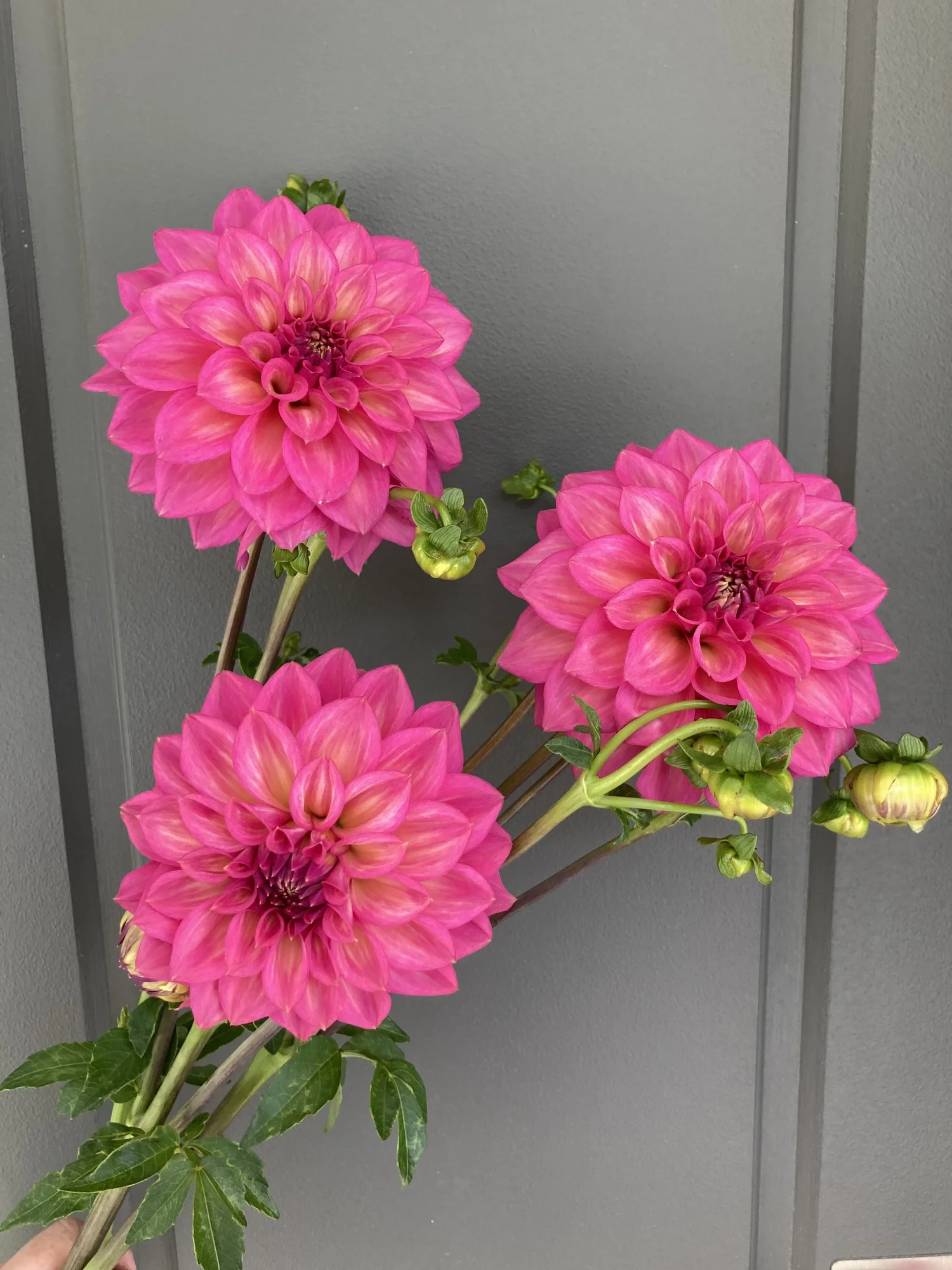 Violet Grange Flower Farm