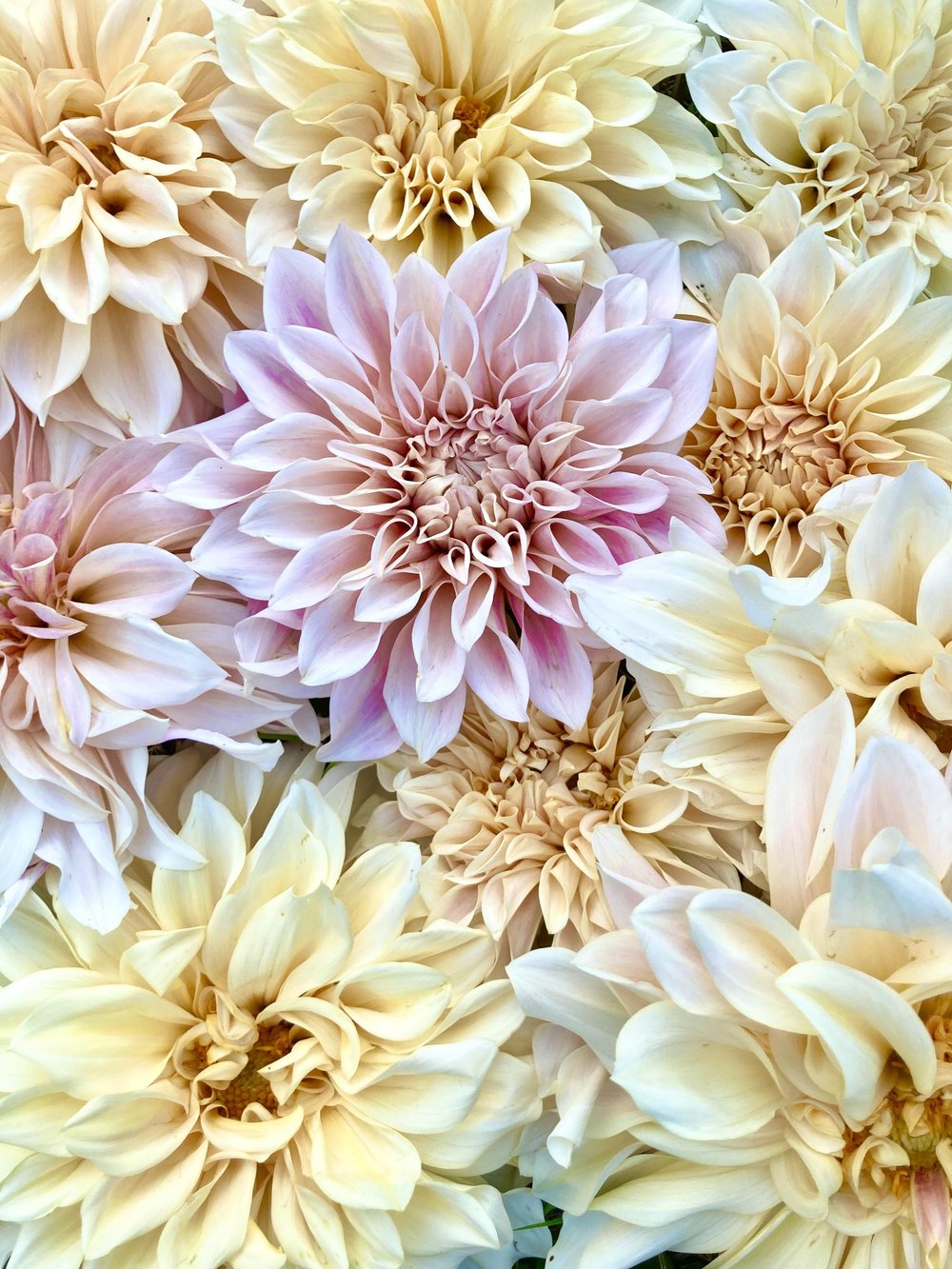 Violet Grange Flower Farm