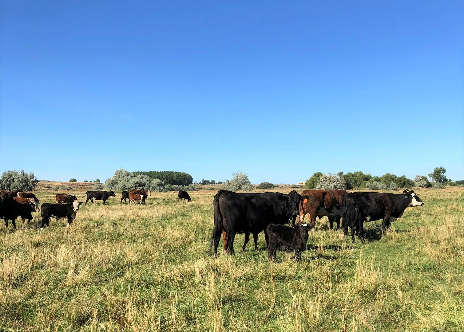 Hawkins Family Beef | Top Quality Beef | Weiser, ID