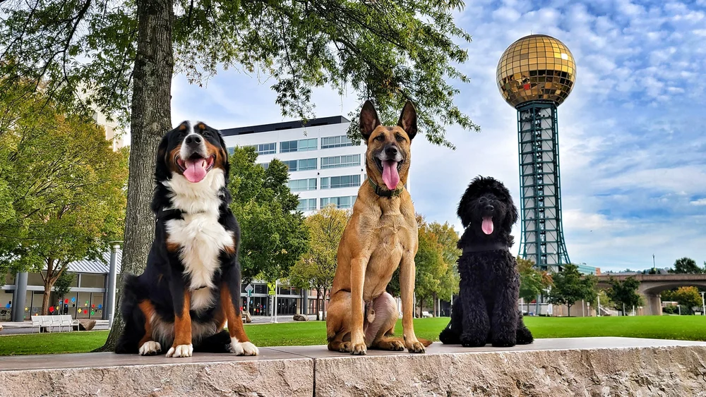 North Star K9 Training