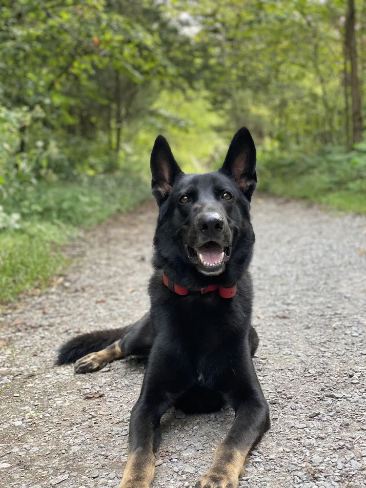 North Star K9 Training