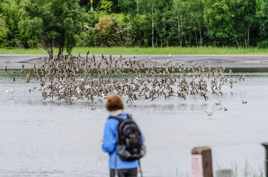 Birding Anchorage — Anchorage Audubon Society