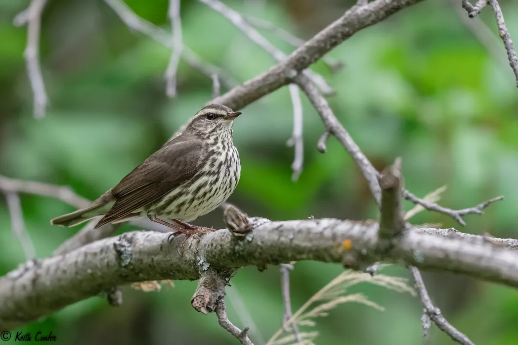 Anchorage Audubon Society