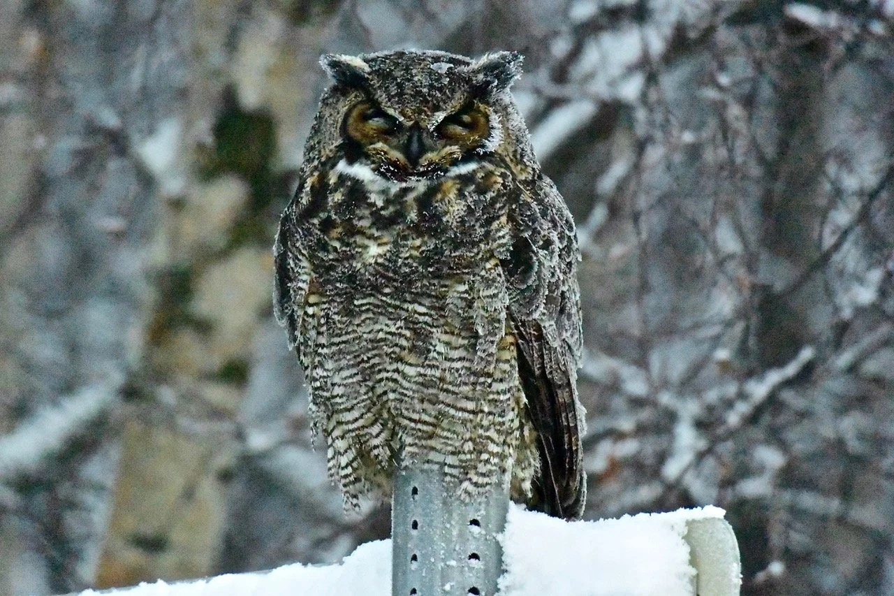 Annual Events — Anchorage Audubon Society