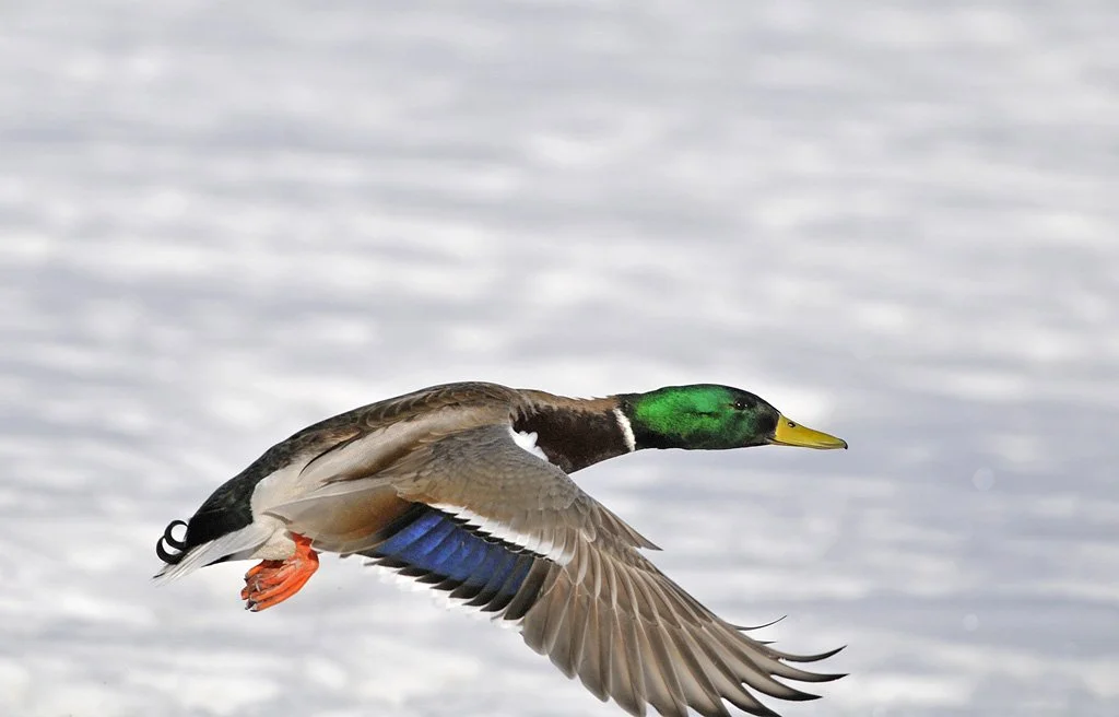 Anchorage Audubon Society