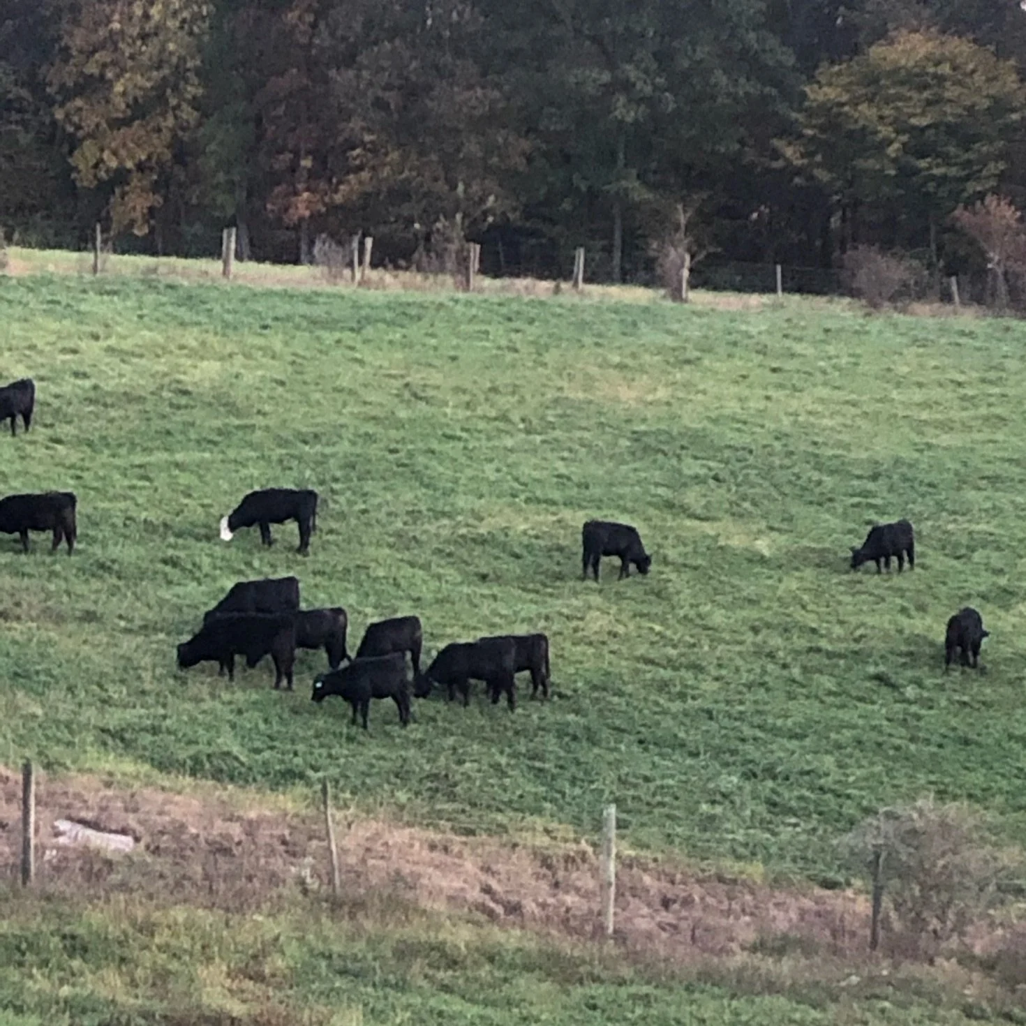 12 Mile Beef | Family Owned & Operated | High Quality Pasture Raised ...