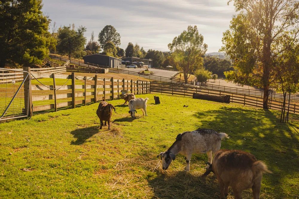 apricus | Restaurants in Launceston