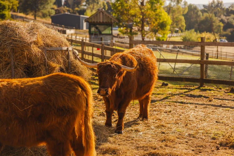 apricus | Restaurants in Launceston