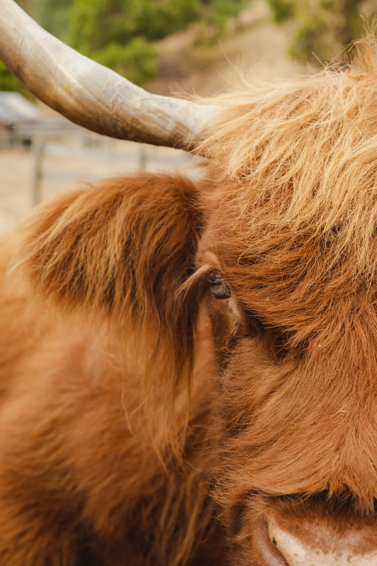 apricus | Restaurants in Launceston