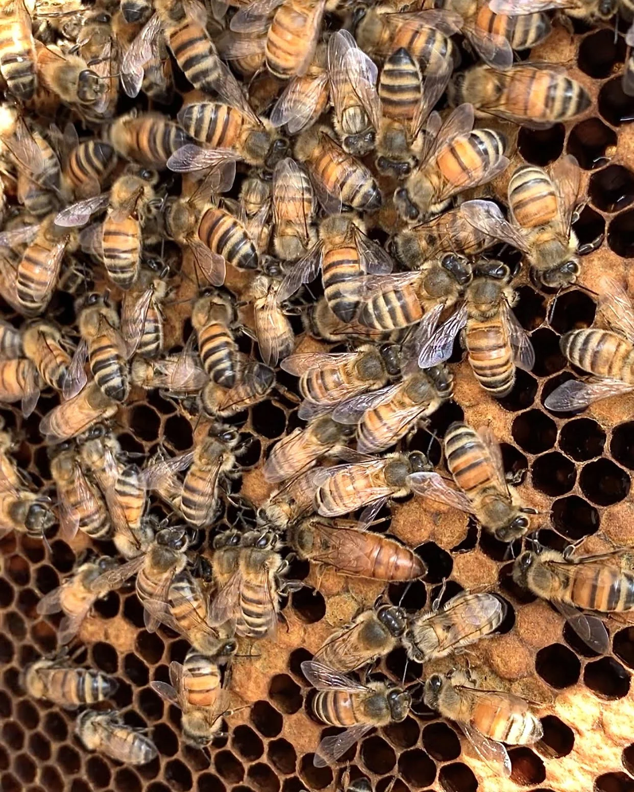 The History, Detection and Treatment of Varroa Mites — Texas BeeScape