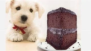 Mini Birthday Cake — Gourmet Dog Barkery