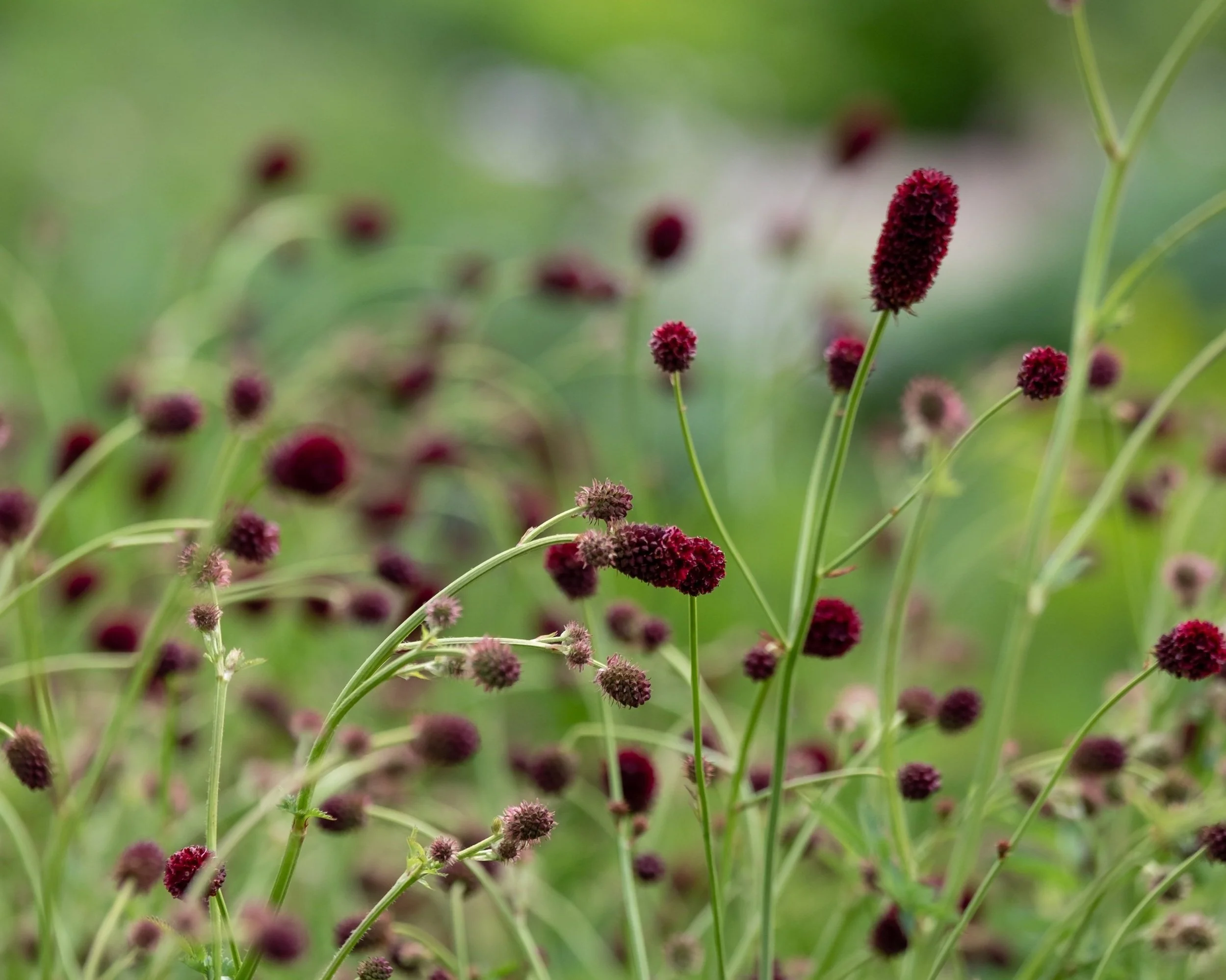 Tessa Tricks Design: Services — TESSA TRICKS DESIGN