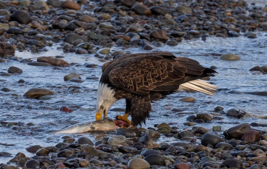 Eagles Are Back in Skagit — Explore Puget Sound