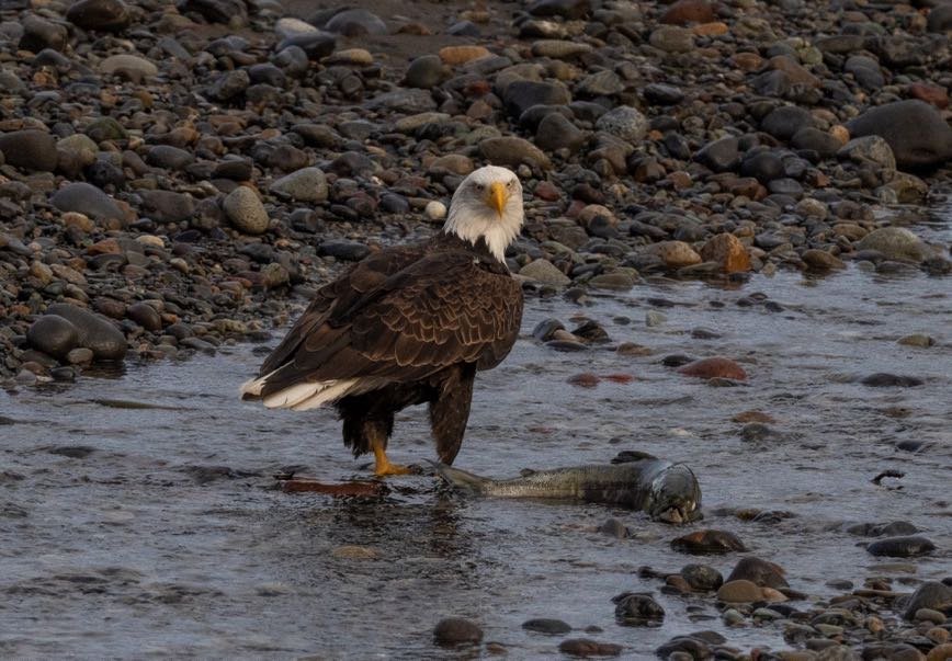 Home — Explore Puget Sound