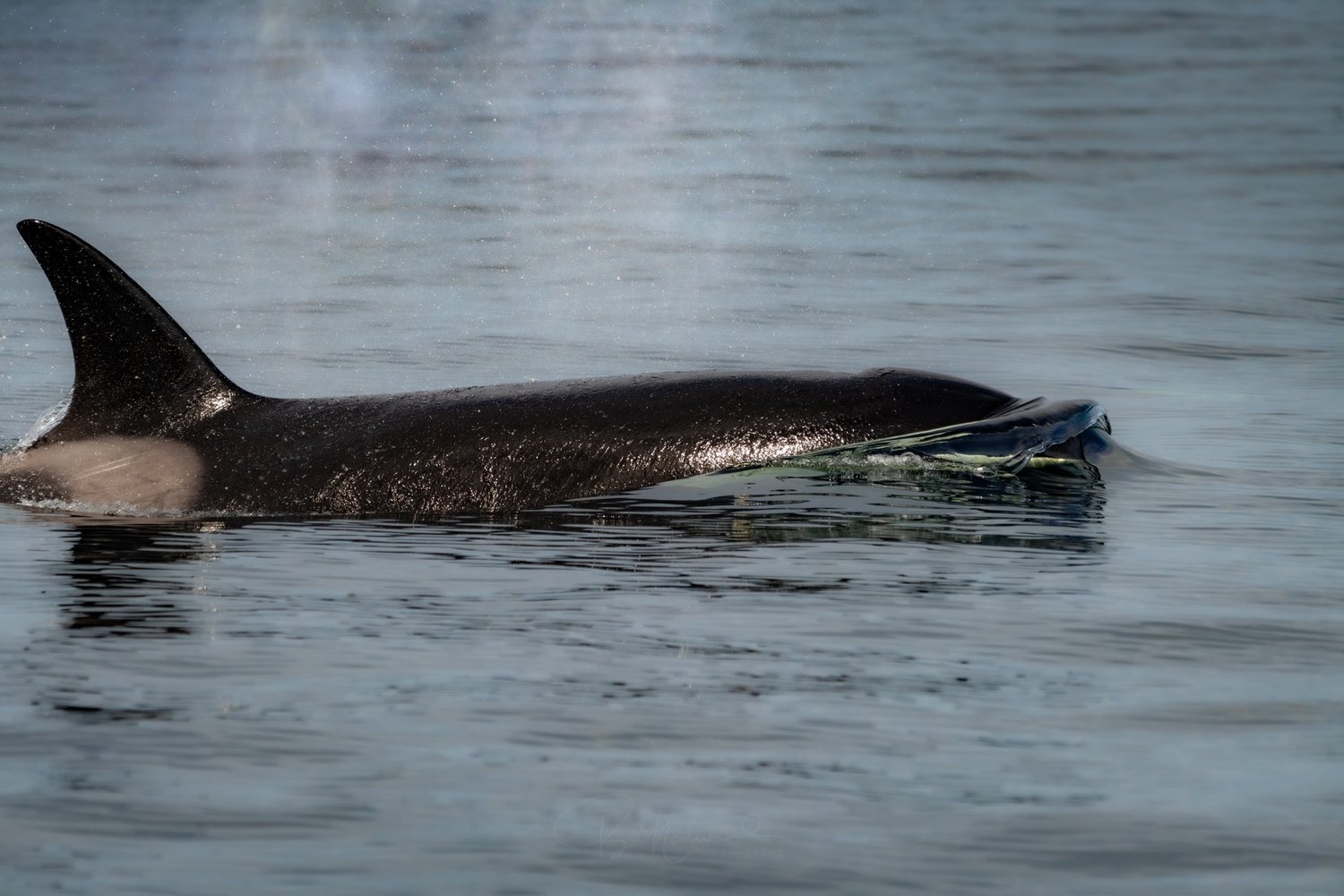 October 14 Orca Recovery Day — Explore Puget Sound