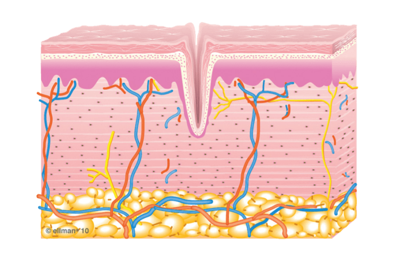 Skin Revitalization — Draelos Metabolic Center