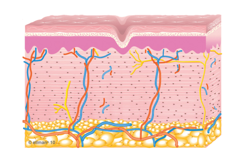 Skin Revitalization — Draelos Metabolic Center