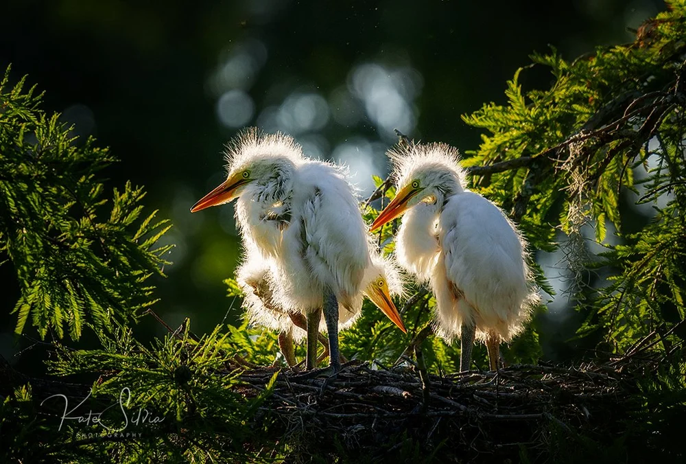 Workshops and Photo Outings — Kate Silvia Photography