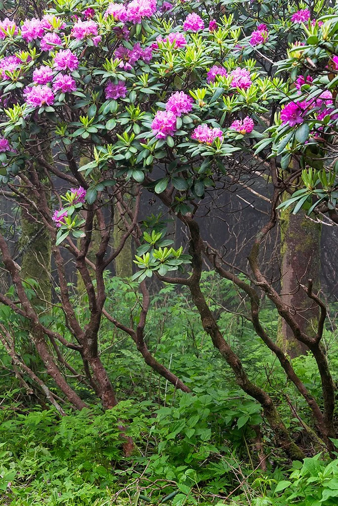 Southern Appalachians — Kate Silvia Photography