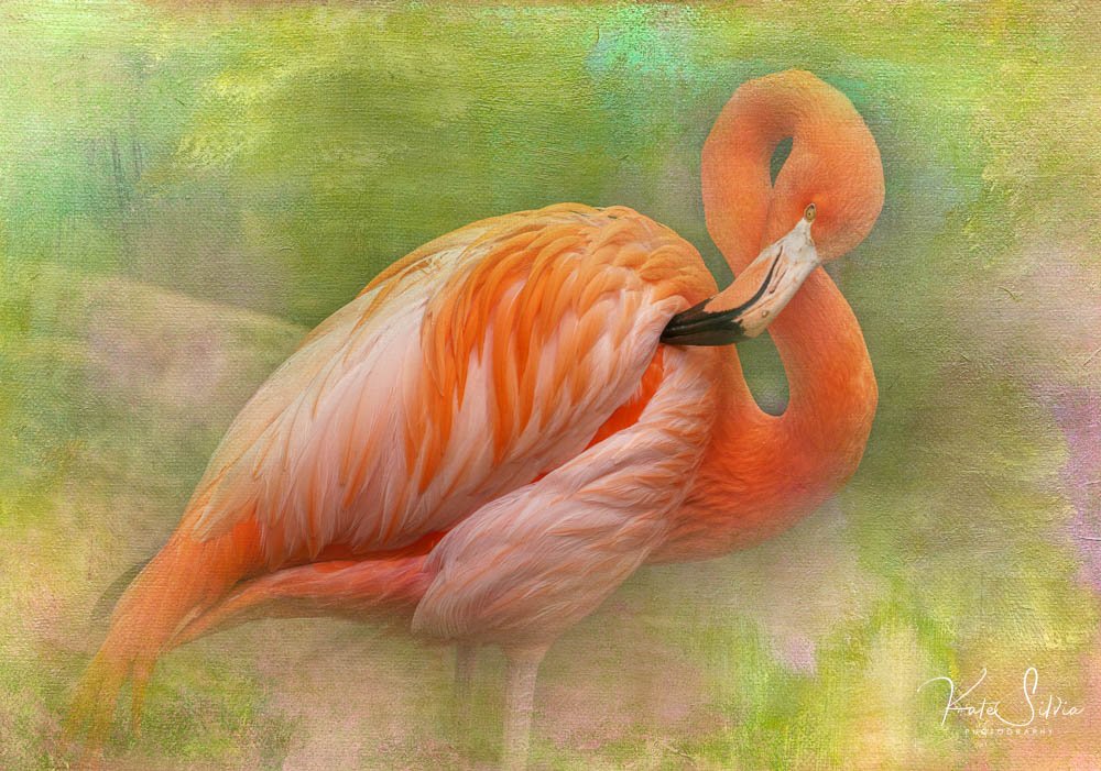 Photo Art — Kate Silvia Photography