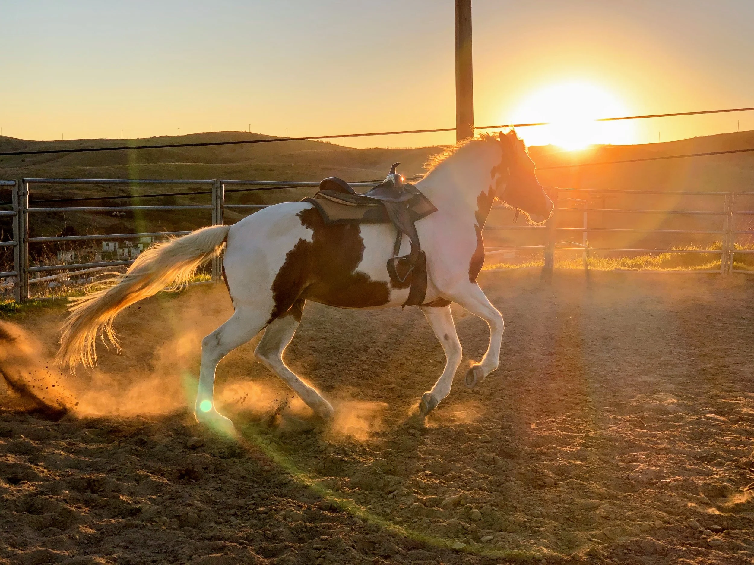 Our Services — TERRA Equine Therapy Center