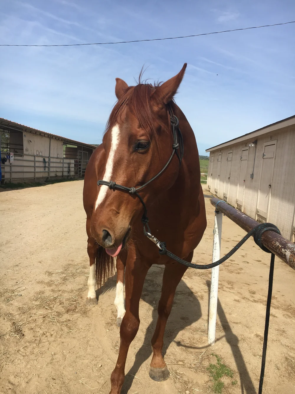 About — TERRA Equine Therapy Center