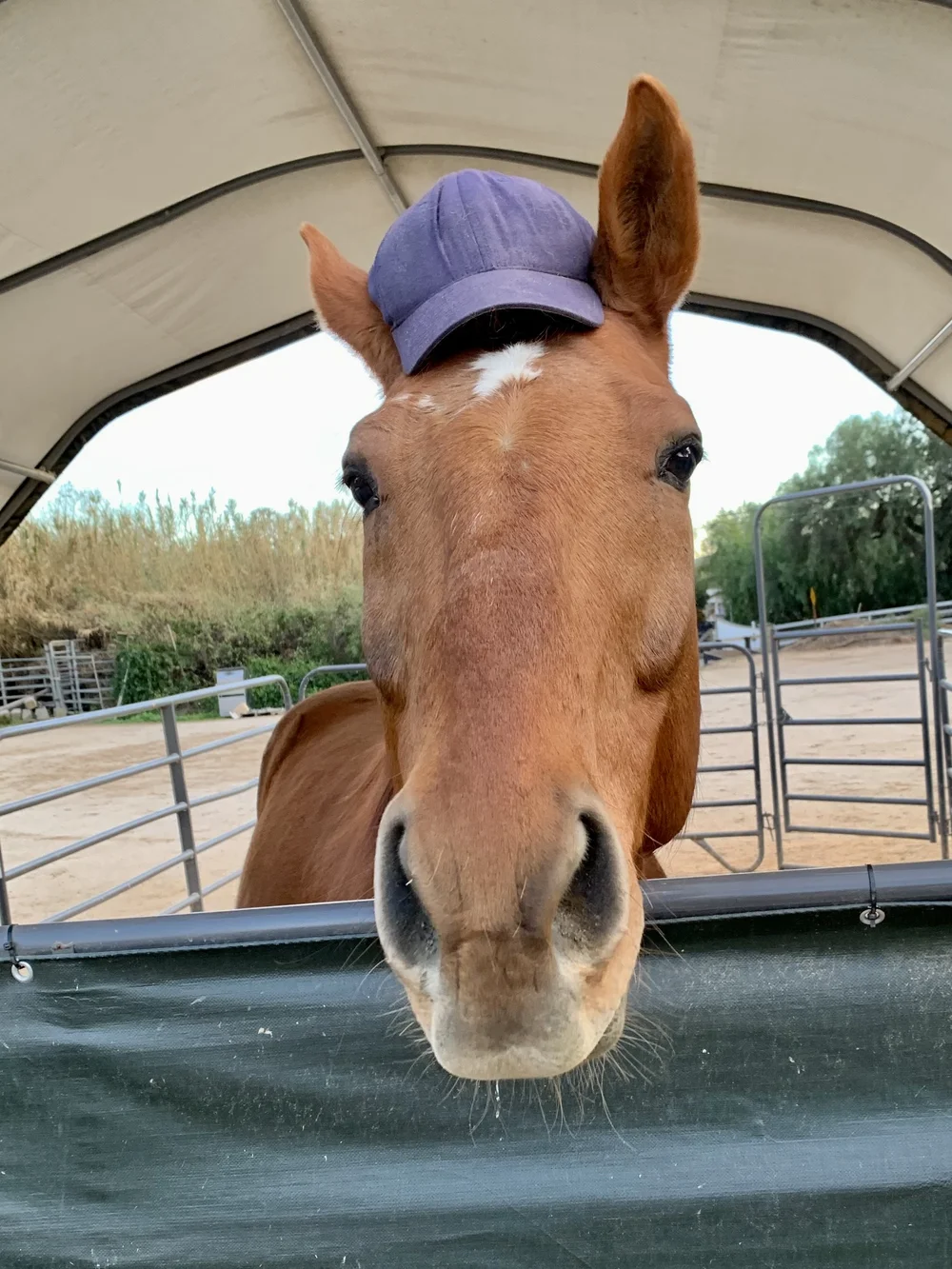 About — TERRA Equine Therapy Center