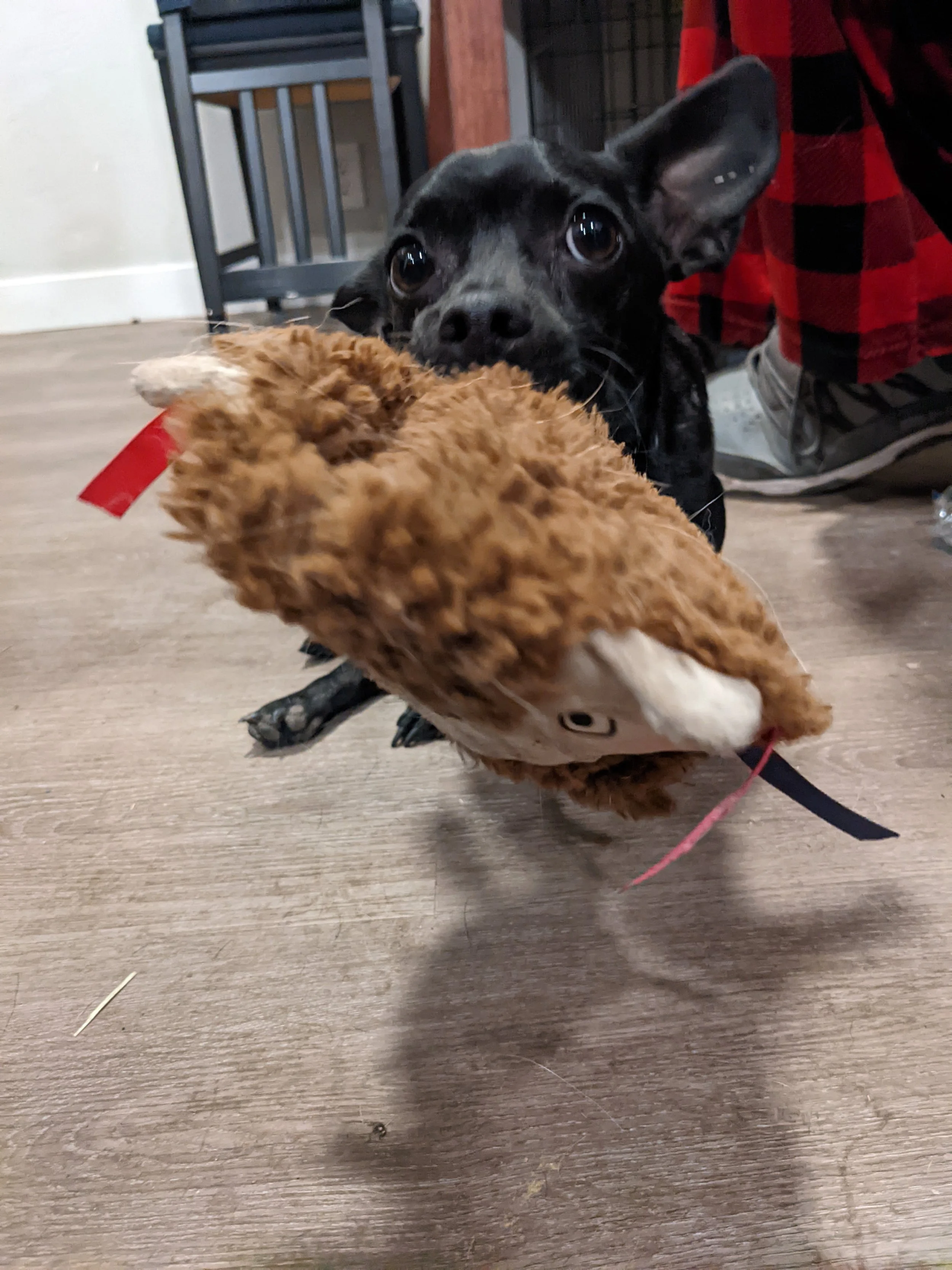 Fawn's Family Rescue - Local Utah Animal Rescue