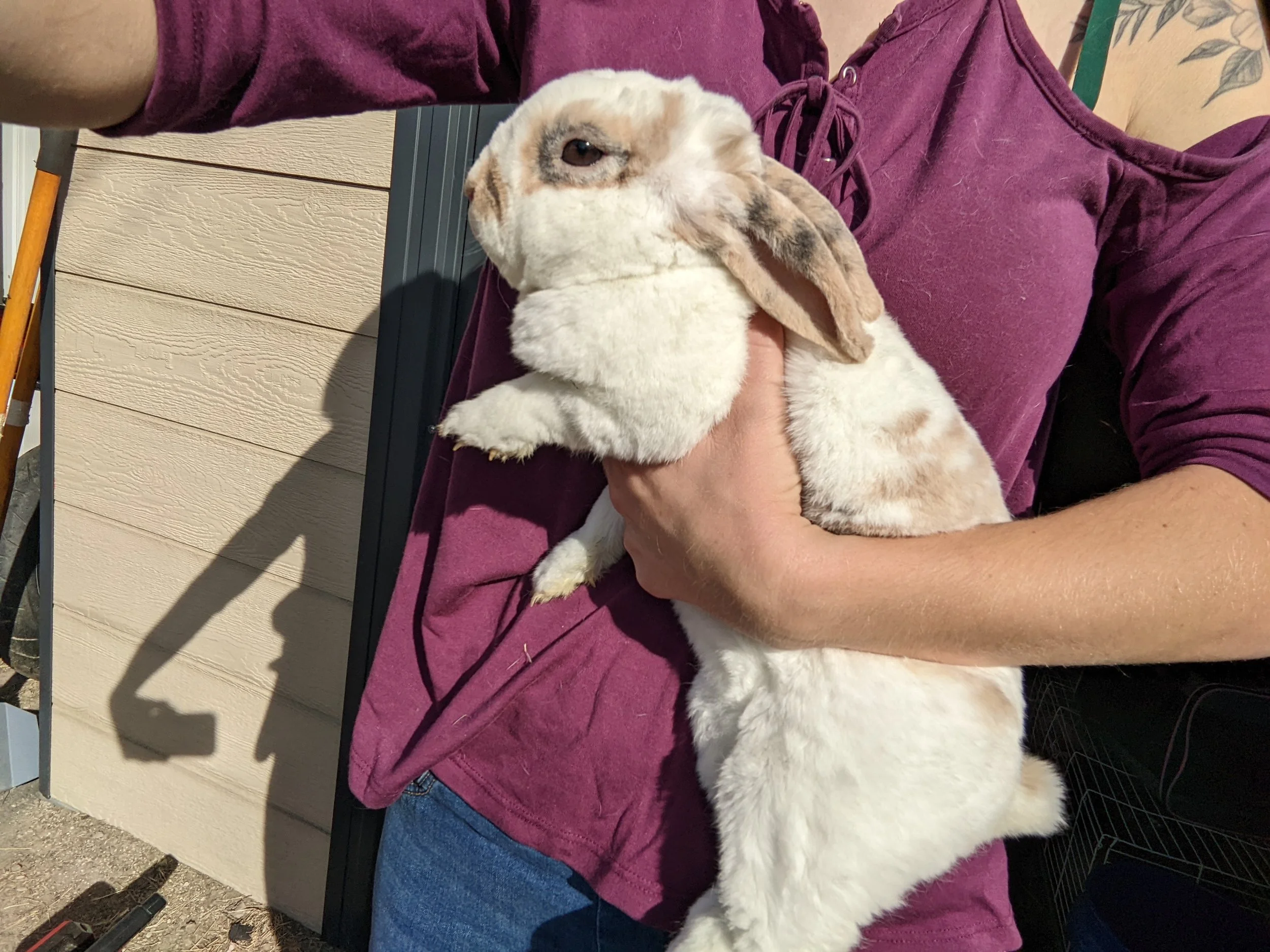 Fawn's Family Rescue - Local Utah Animal Rescue