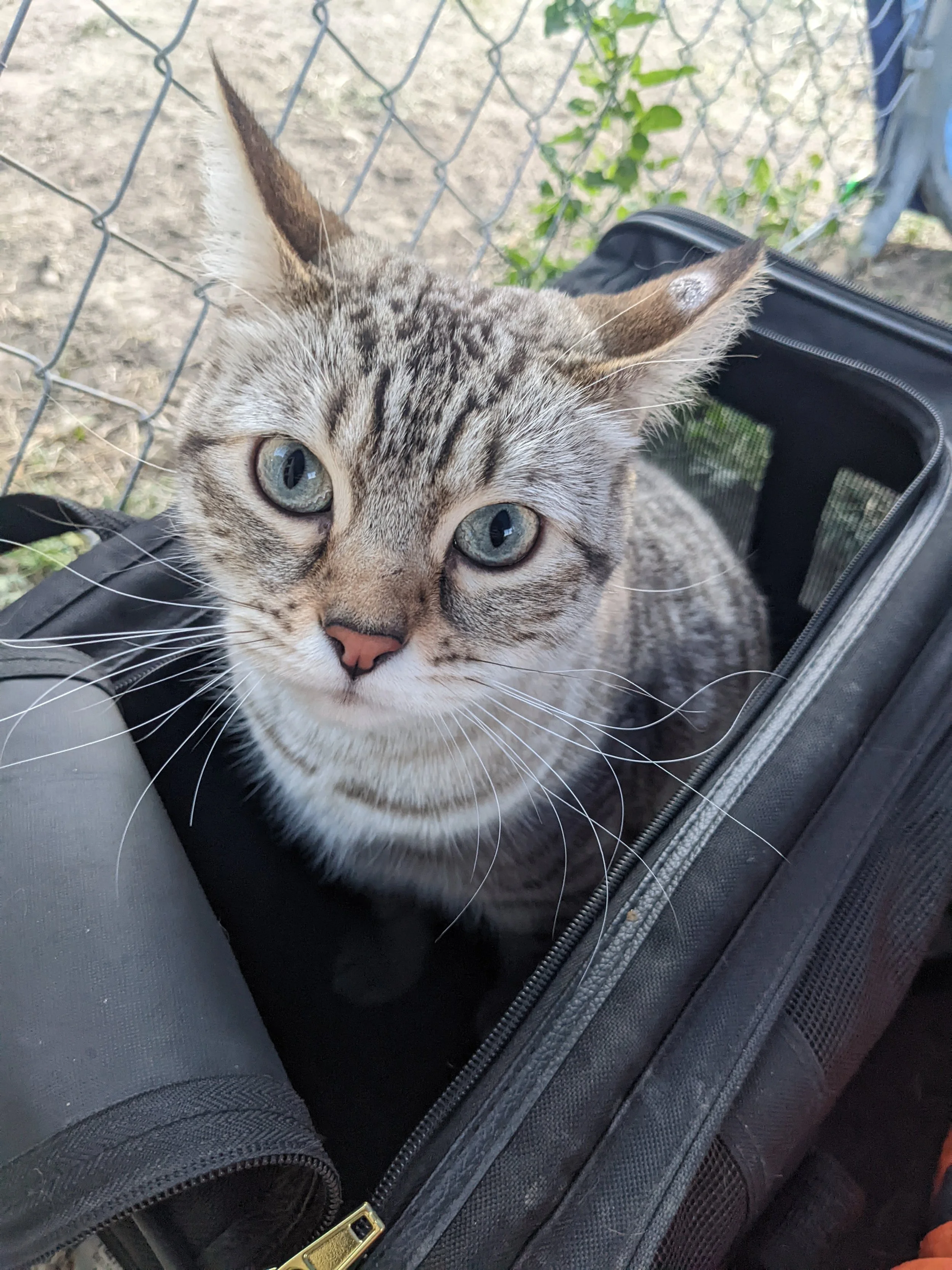 Fawn's Family Rescue - Local Utah Animal Rescue