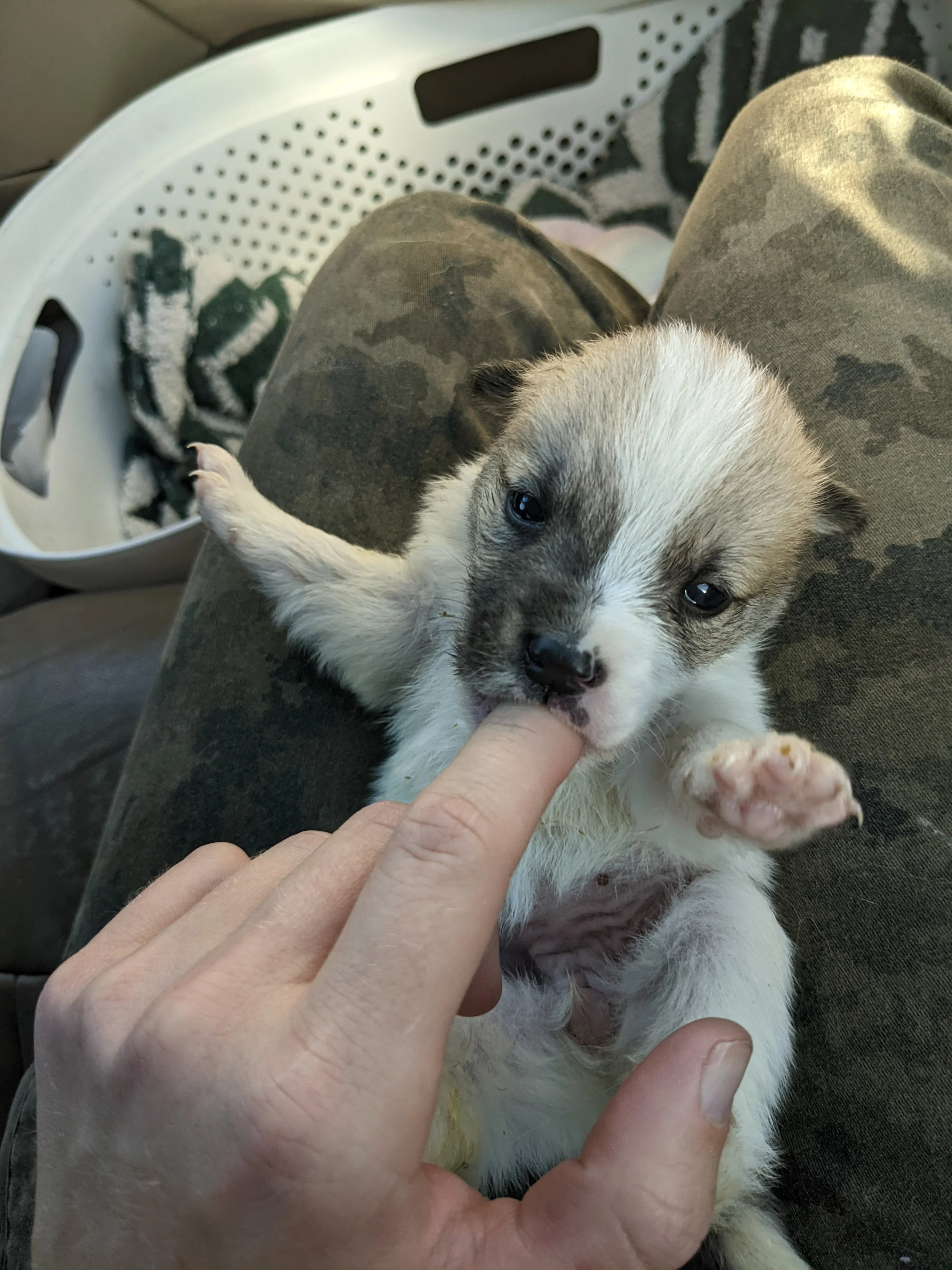 Fawn's Family Rescue - Local Utah Animal Rescue