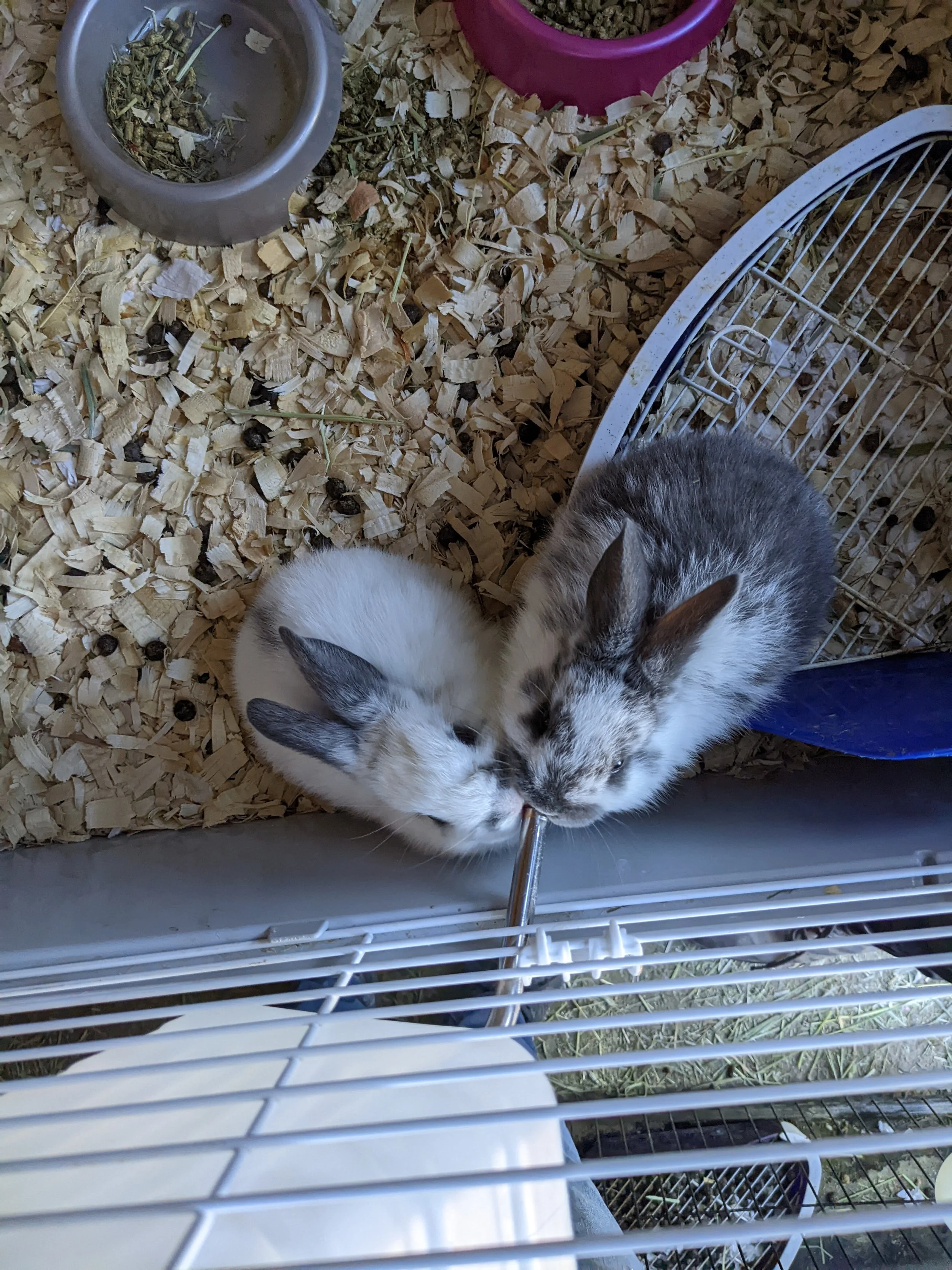 Fawn's Family Rescue - Local Utah Animal Rescue