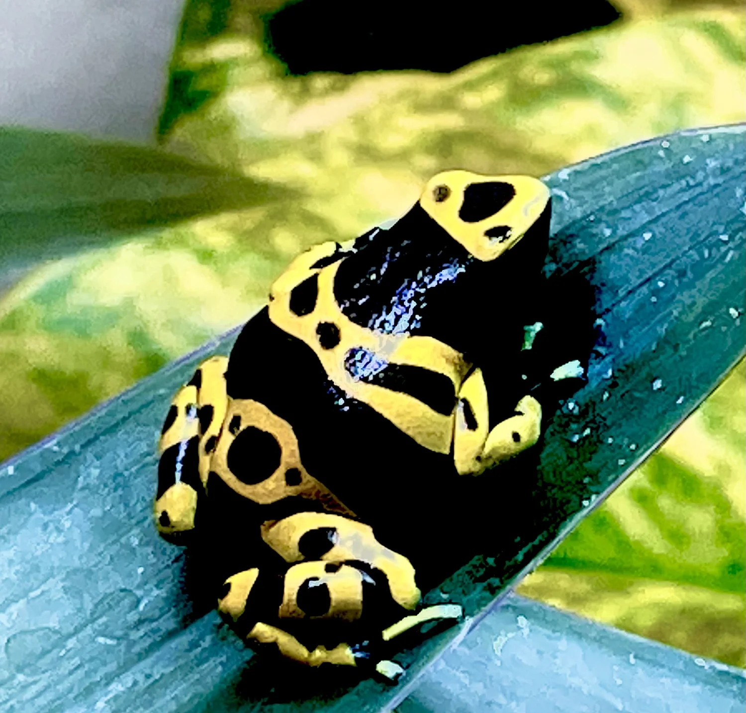 Wagner Free Institute of Science