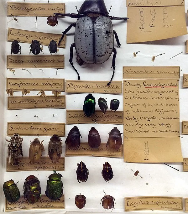 Visit the Museum — Wagner Free Institute of Science