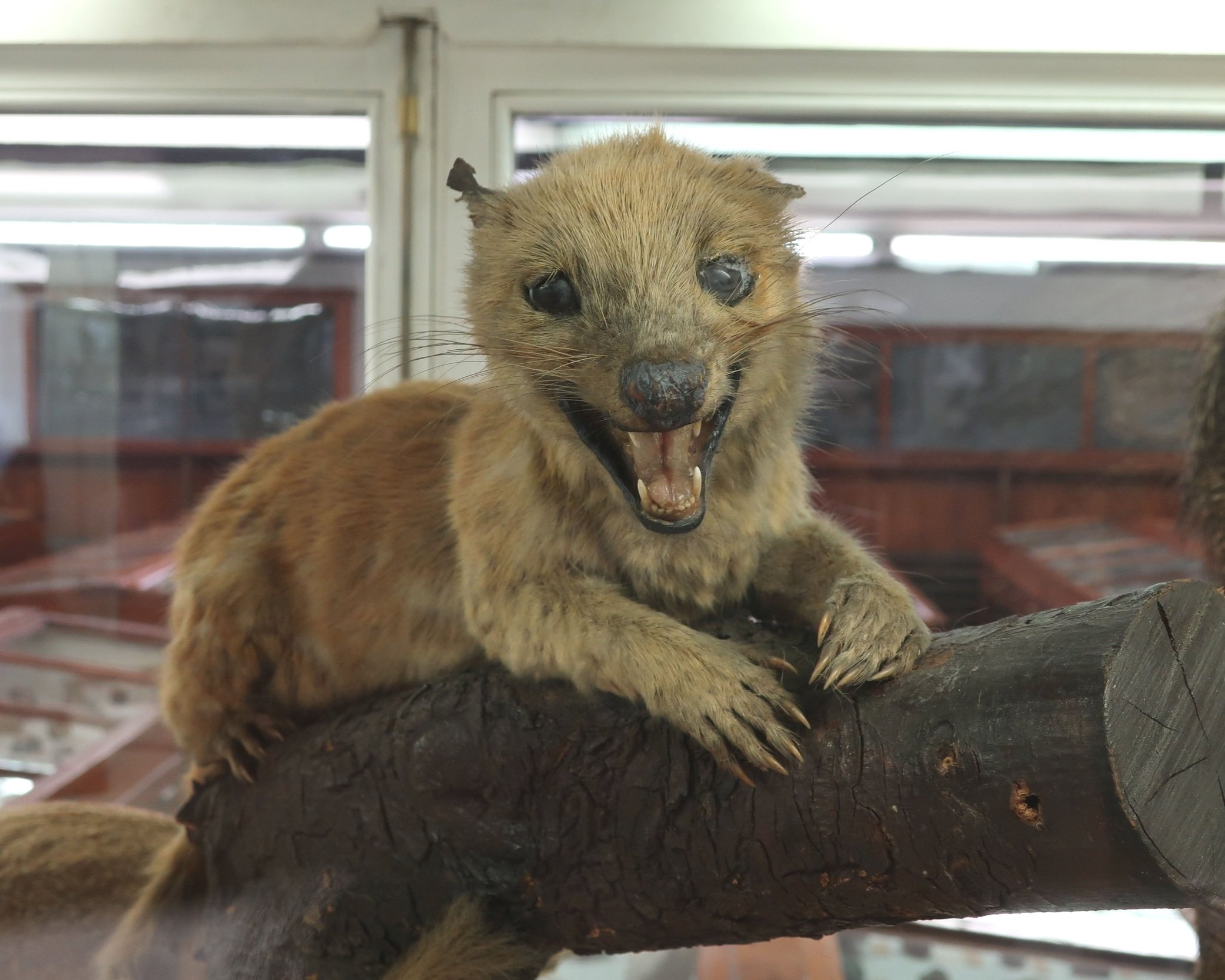 Visit the Museum — Wagner Free Institute of Science