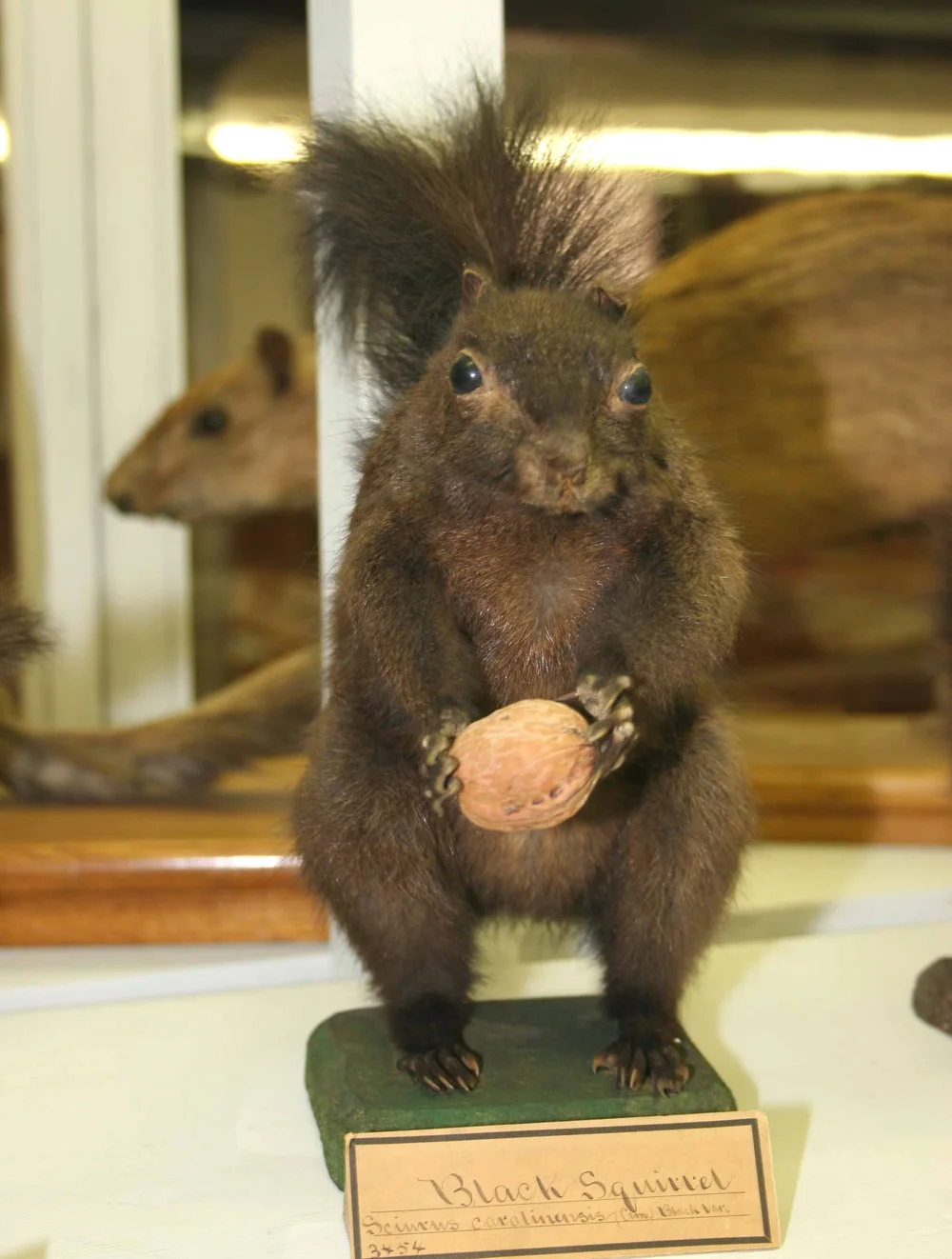 Visit the Museum — Wagner Free Institute of Science
