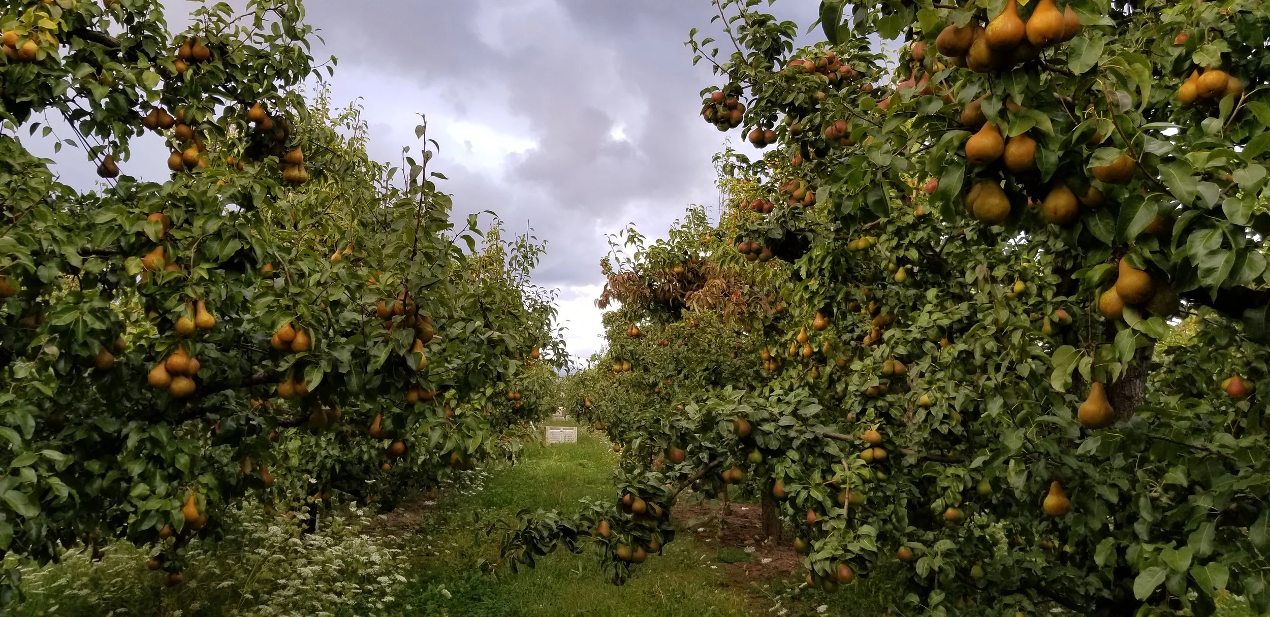 Pear Bloom Farm