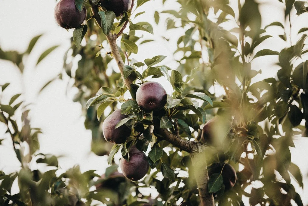 Services 1 — Pear Bloom Farm