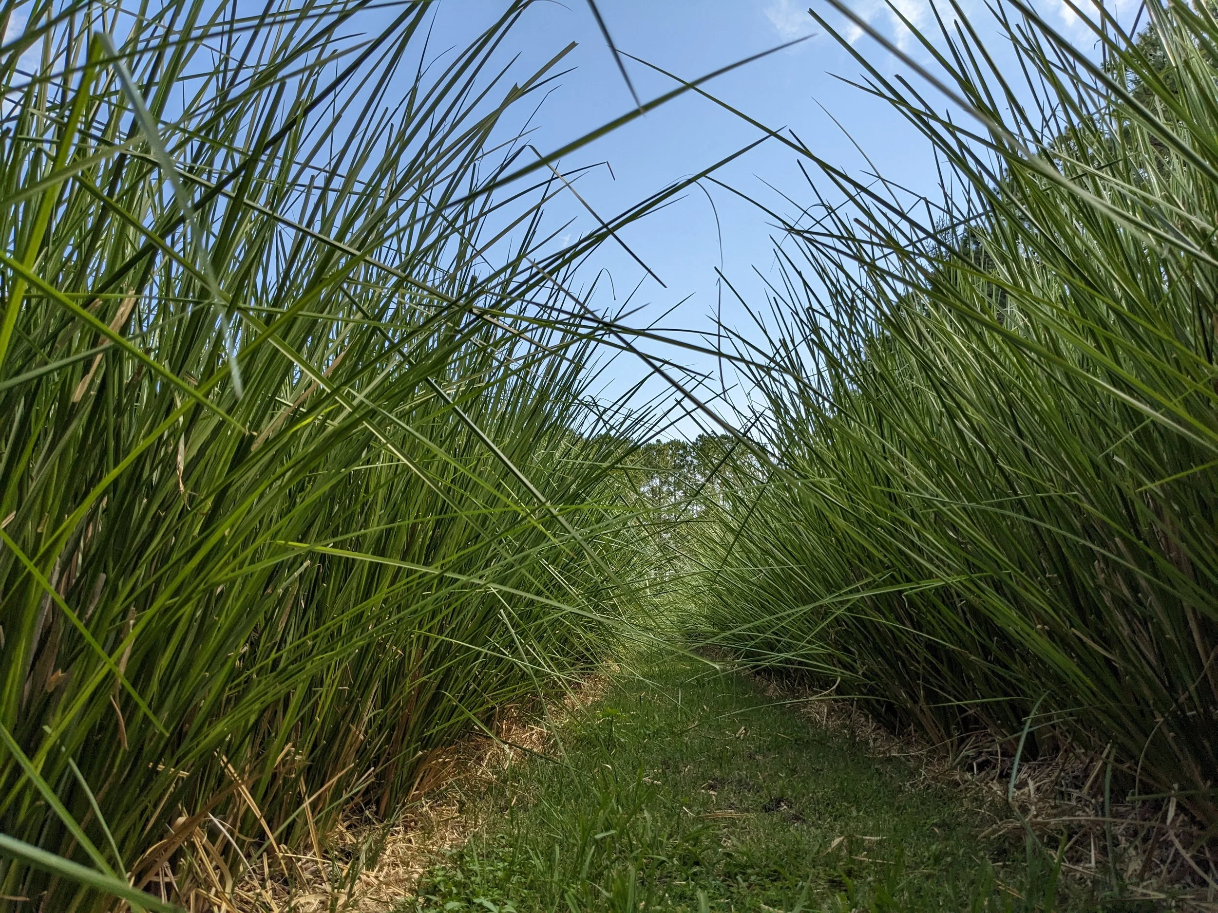 About — Grow Vetiver