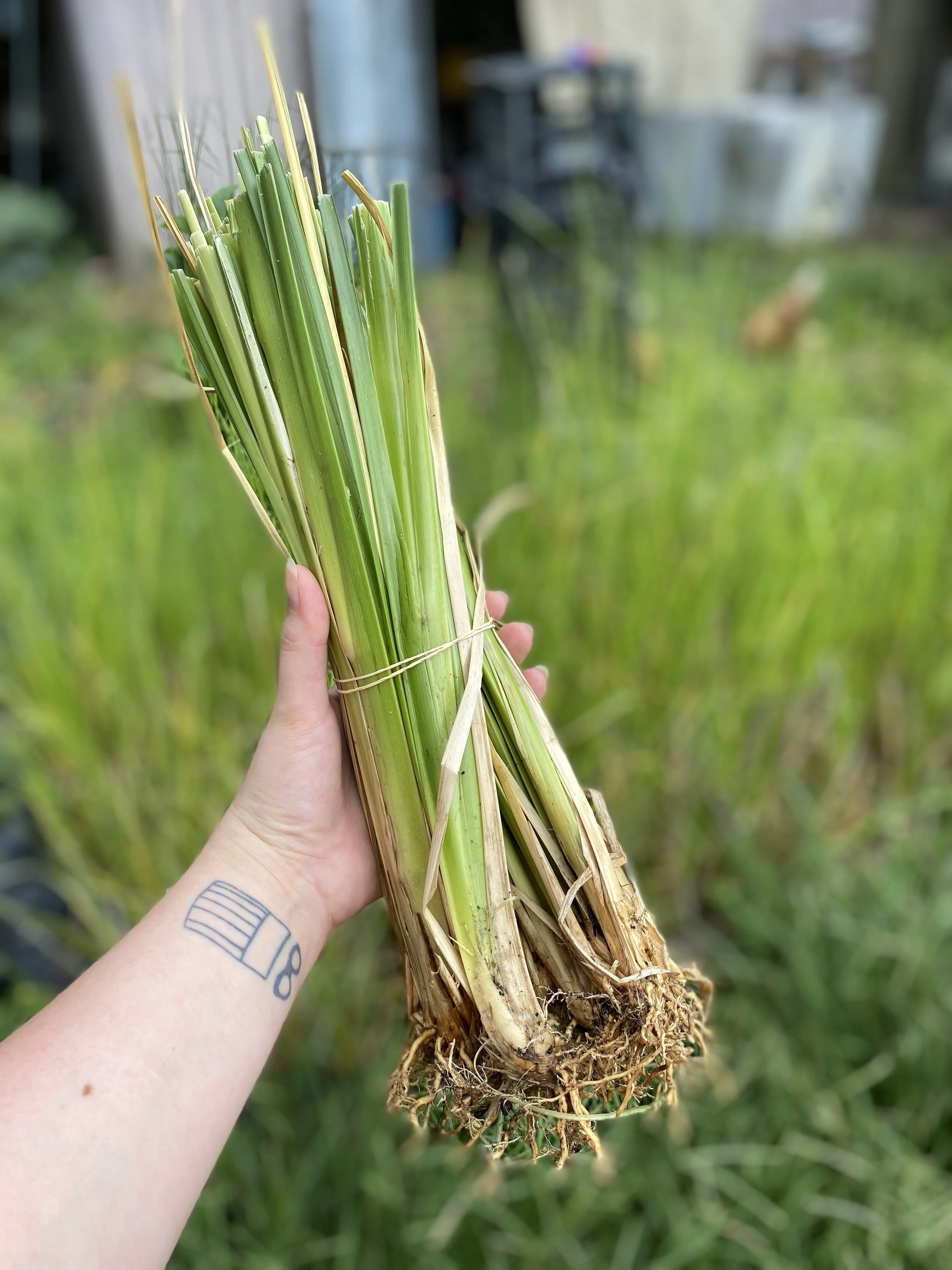 Grow Vetiver