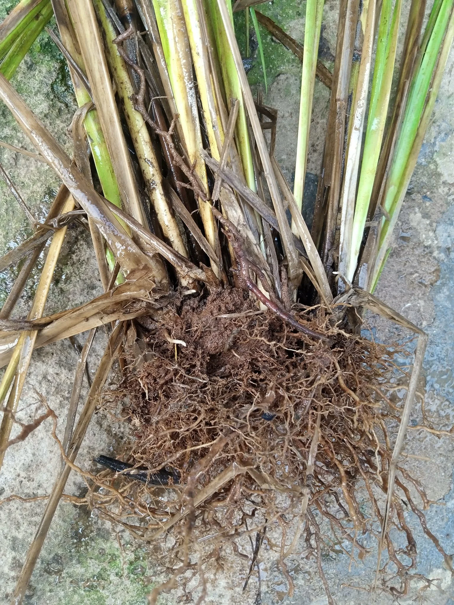 About — Grow Vetiver