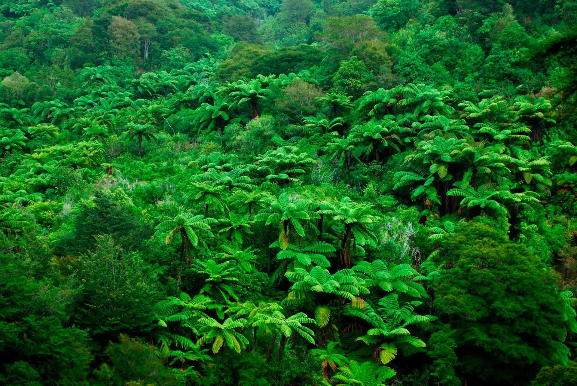 Punakaiki Rocks Hotel & Garden Bar