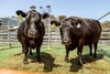 COONAMBLE ANGUS