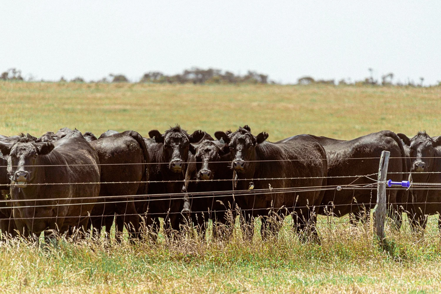COONAMBLE ANGUS