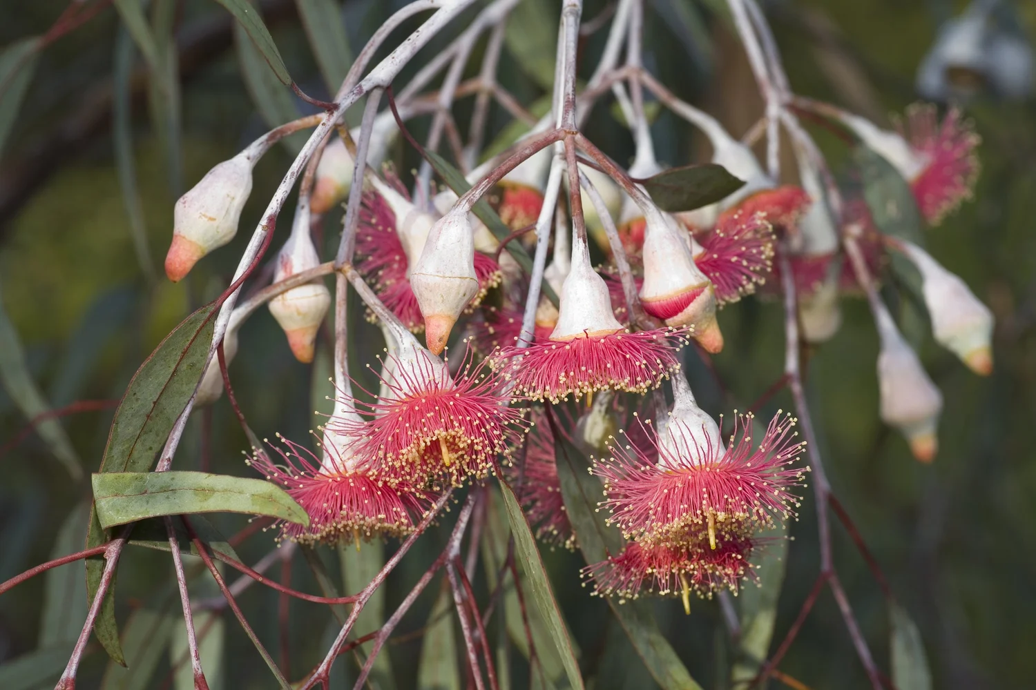 Wheatbelt Native Gardens (WNG)