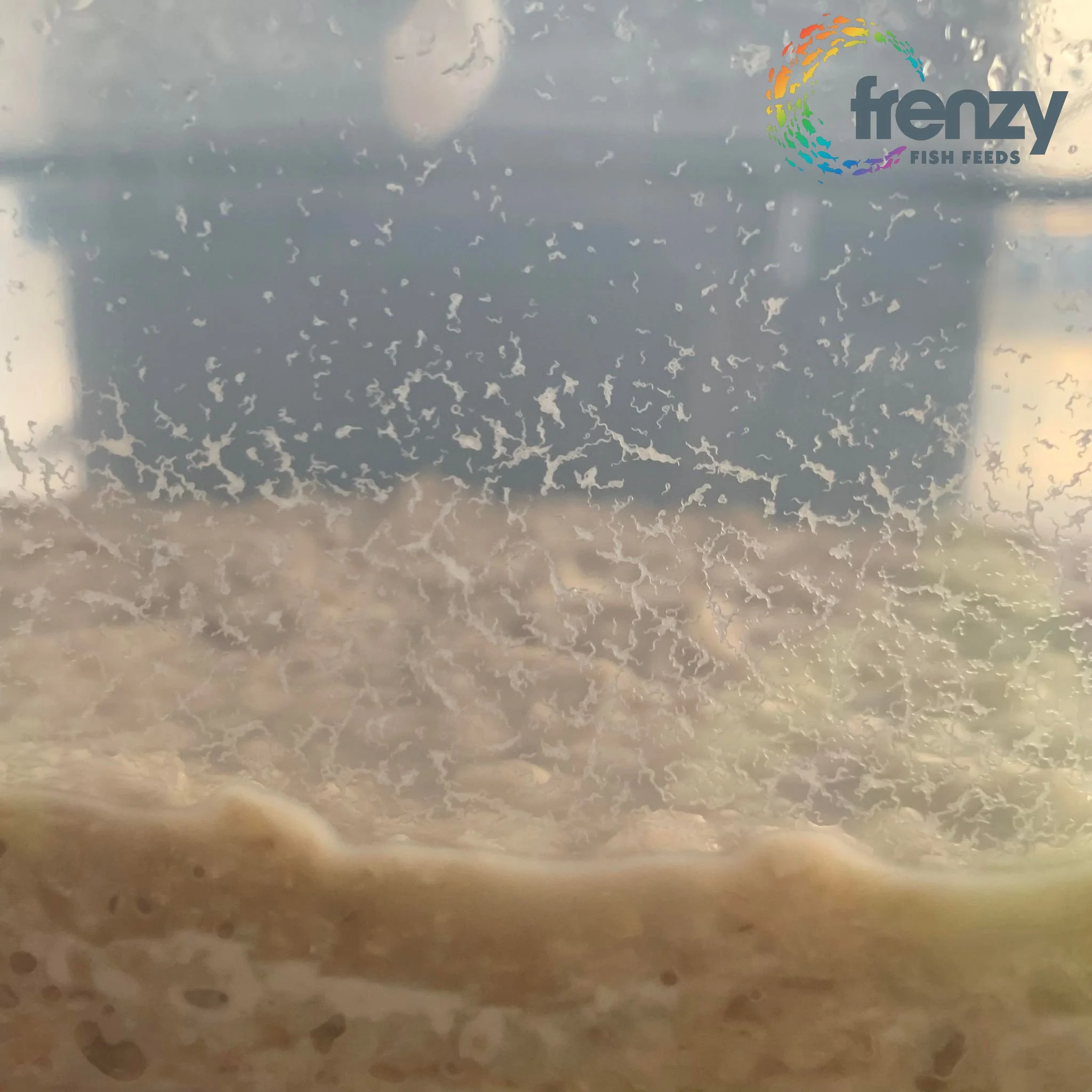 Springtails (Collembola) Culture — Frenzy Fish Feeds