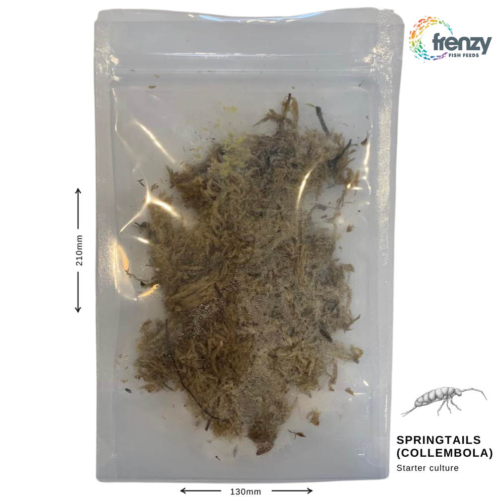 Vinegar Eels (Turbatrix aceti) Culture — Frenzy Fish Feeds