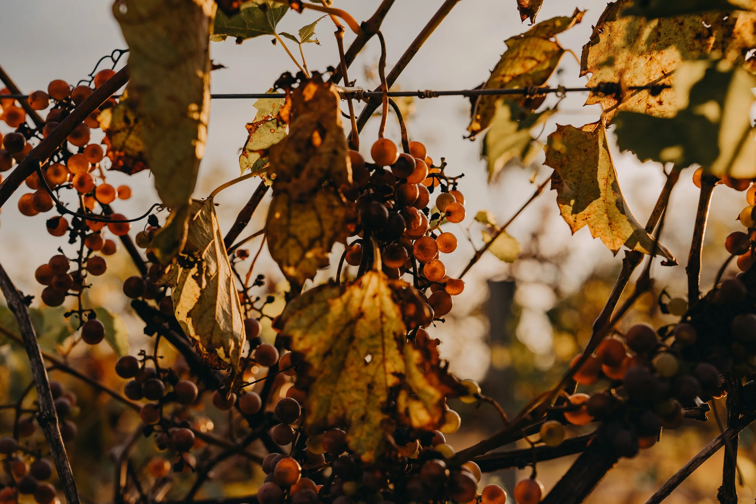 River Bend Winery & Distillery | Discover Quality Wines & Spirits