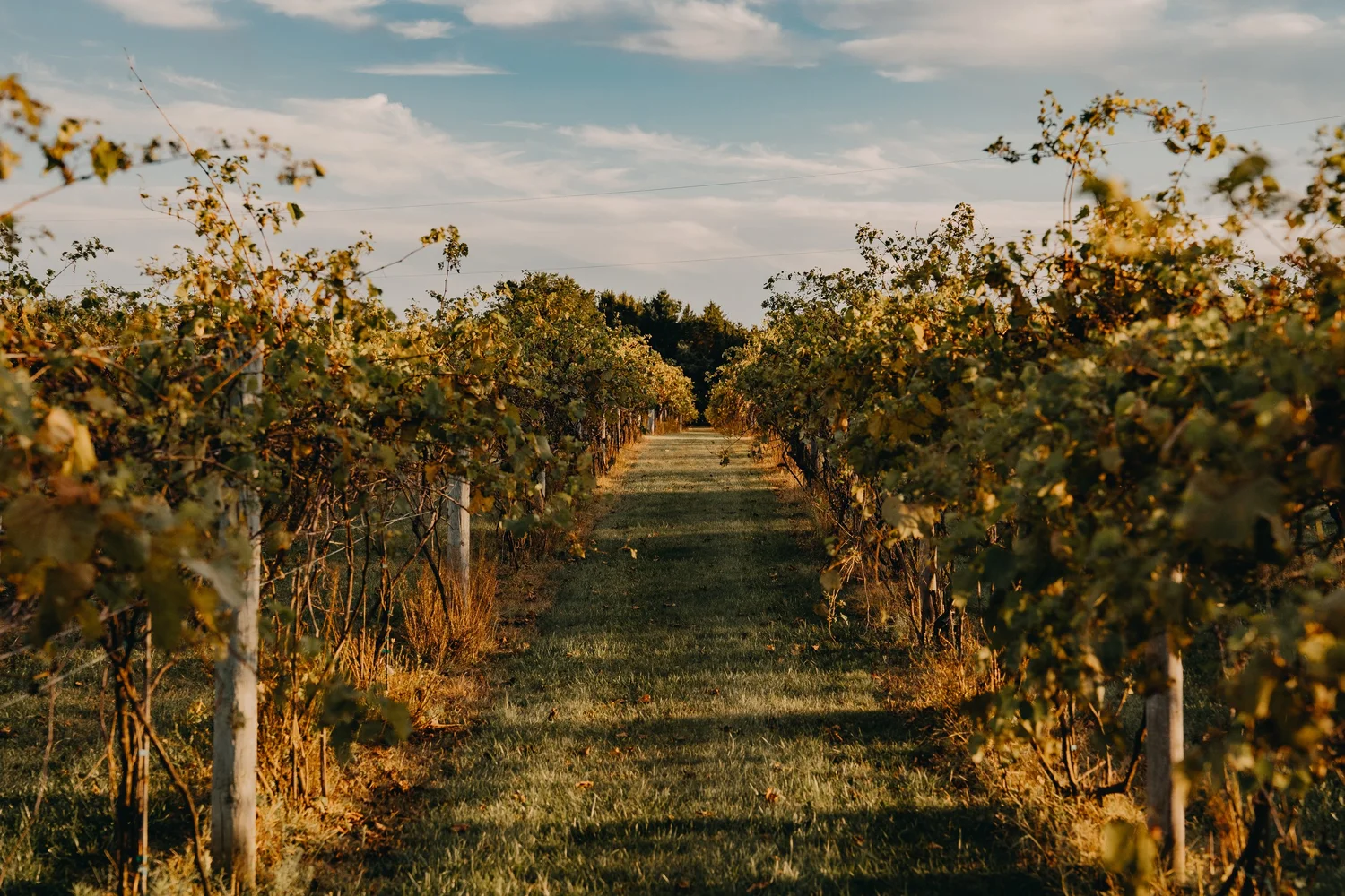 River Bend Winery & Distillery
