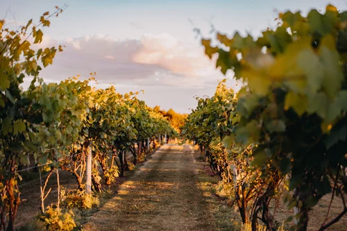 General 4 — River Bend Winery & Distillery